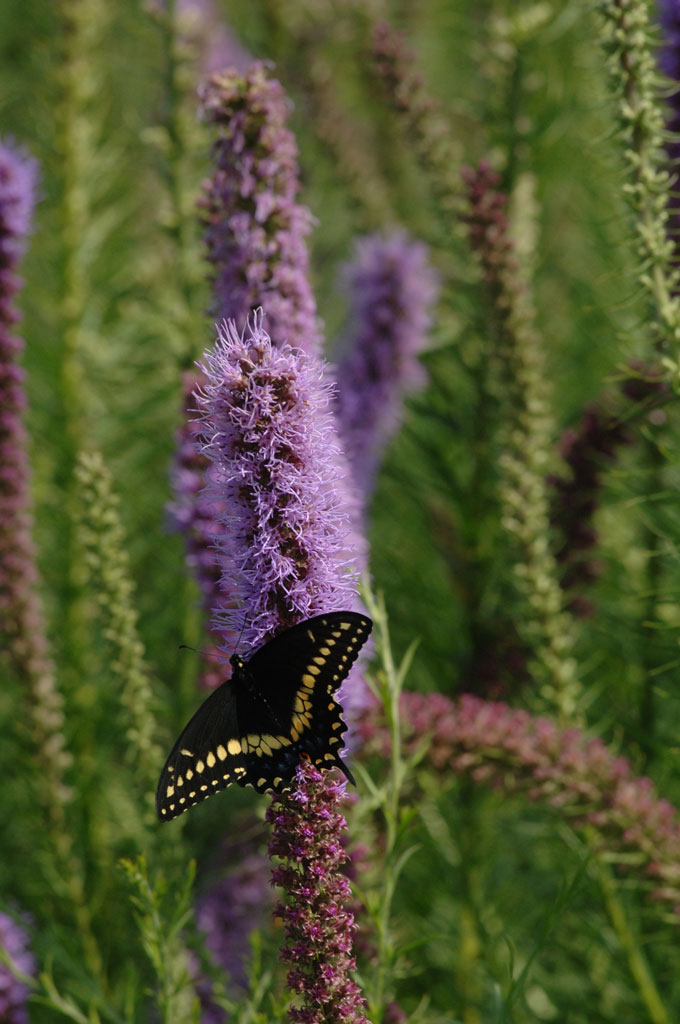 Liatris pycnostachya Prairie Blazing Star | Prairie Moon Nursery