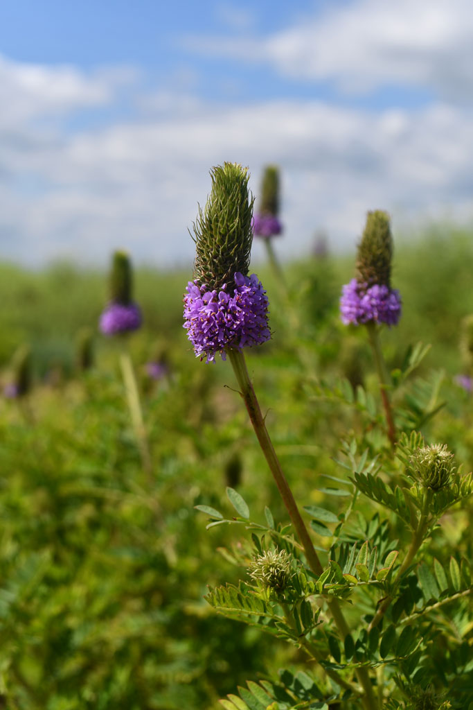 Dalea foliosa Leafy Prairie Clover | Prairie Moon Nursery