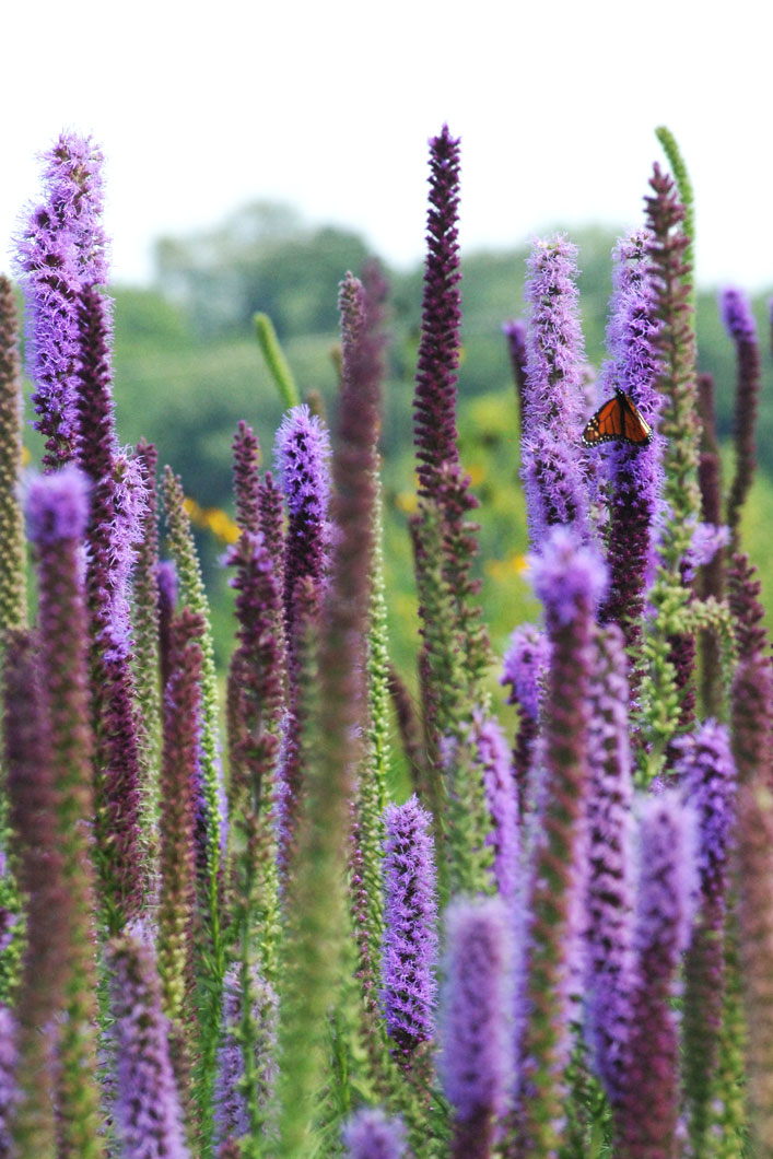 Liatris pycnostachya Prairie Blazing Star Prairie Moon Nursery