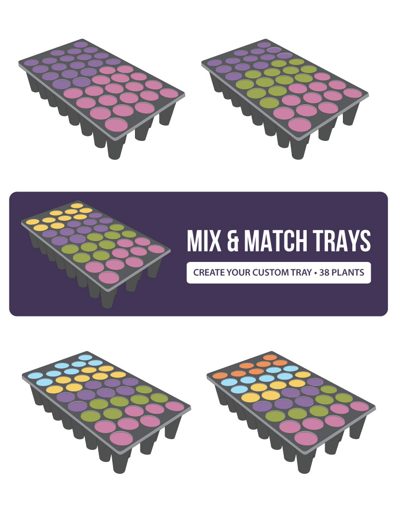 Mix & Match Potted Tray - Create Your Own | Prairie Moon Nursery