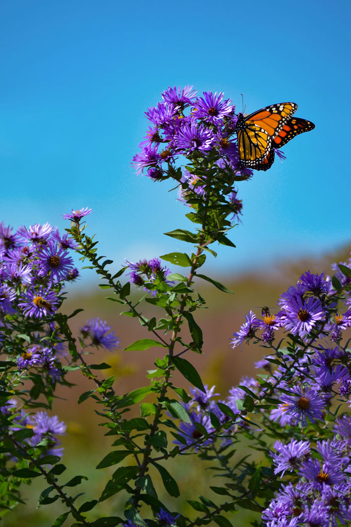 Purple aster store