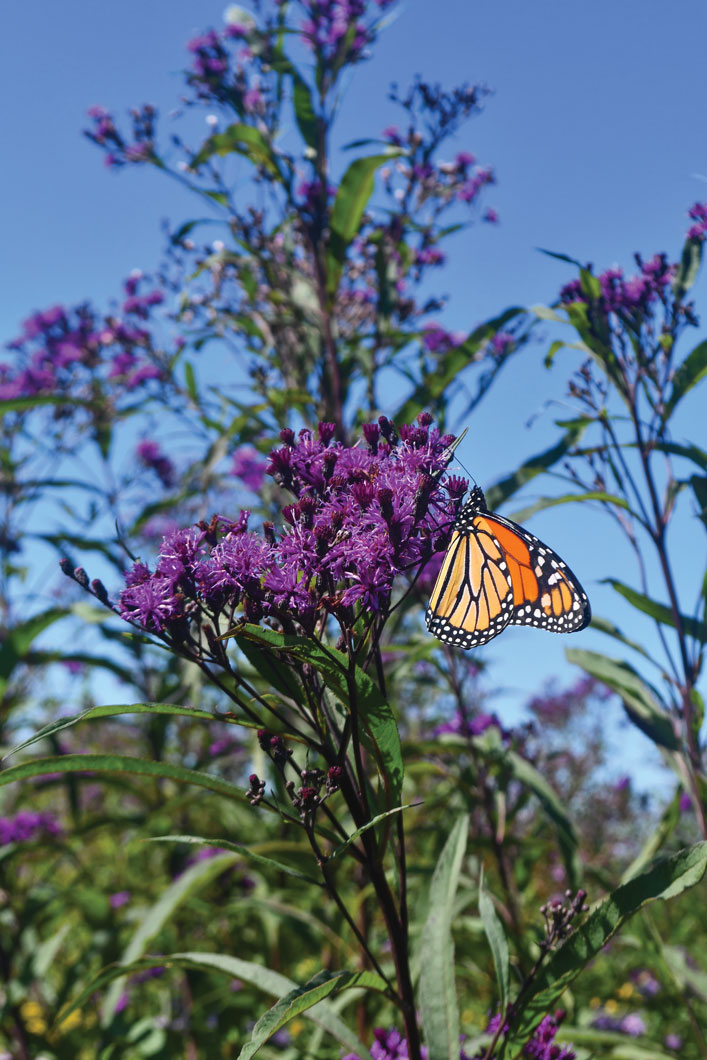 Vernonia fasciculata Common Ironweed | Prairie Moon Nursery