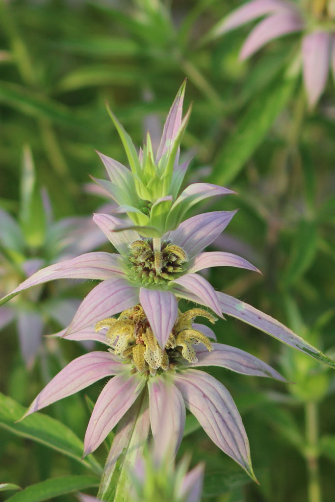 Monarda punctata Spotted Bee Balm | Prairie Moon Nursery
