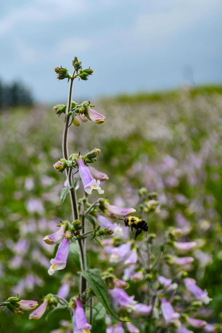 Penstemon Hirsutus