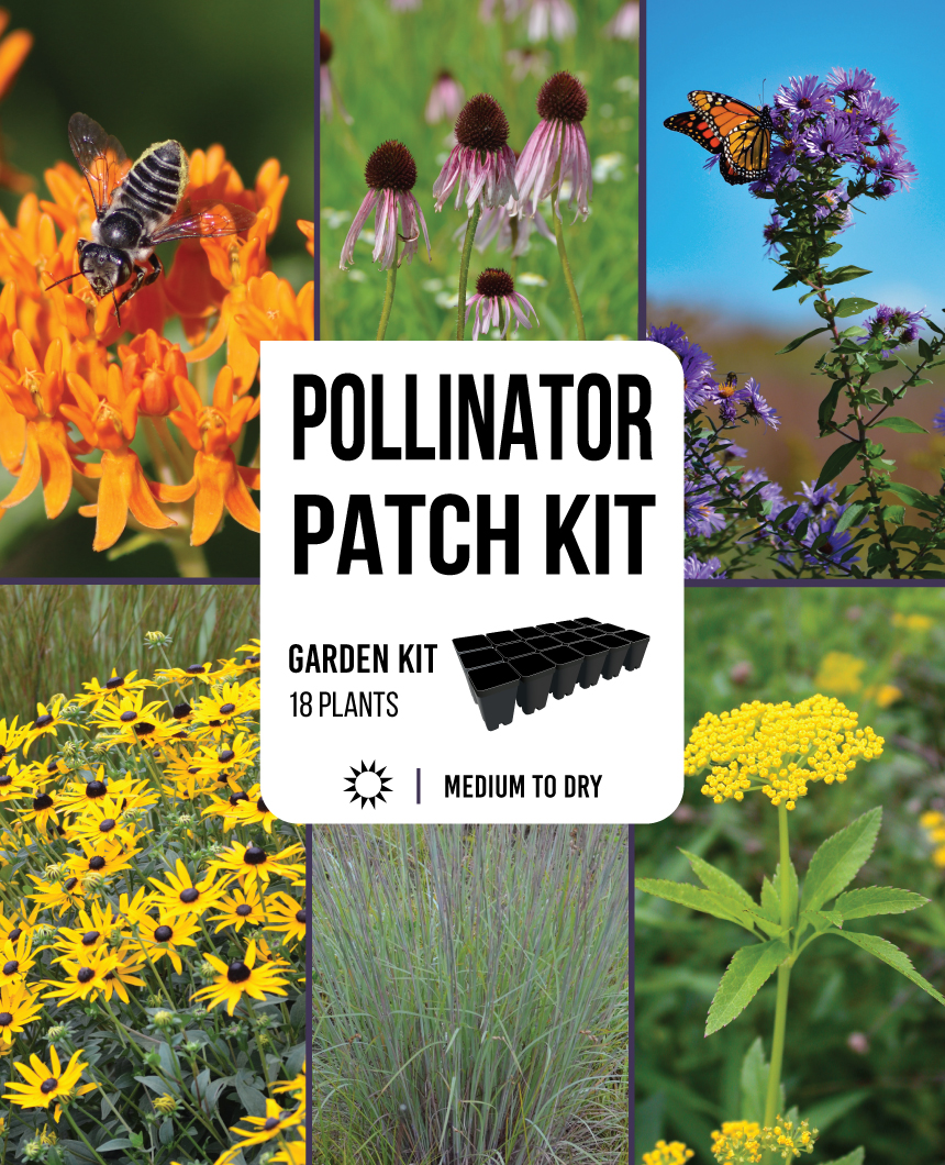 Pollinator Patch Garden Kit | Prairie Moon Nursery