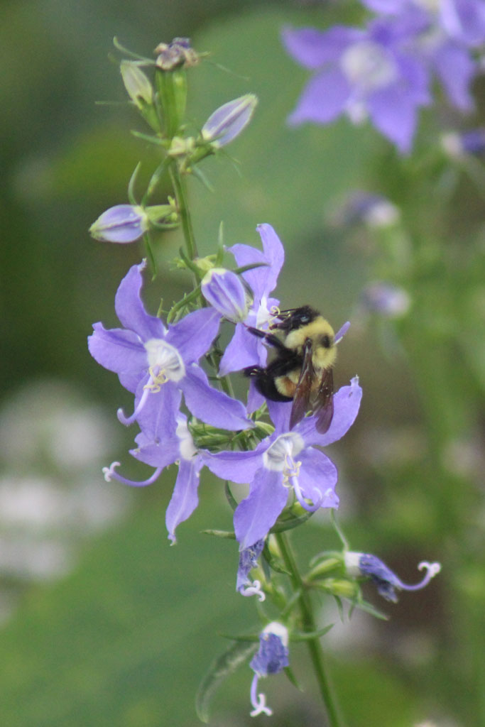 Campanula americana Tall Bellflower | Prairie Moon Nursery