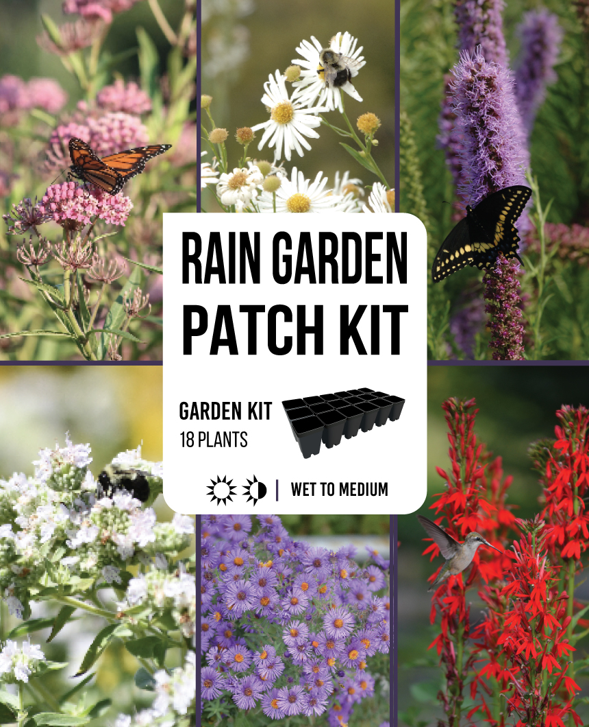 Rain Garden Patch Kit | Prairie Moon Nursery