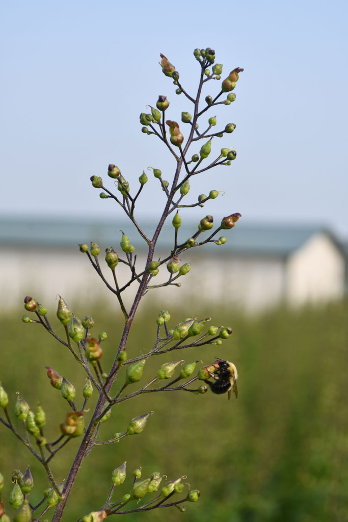 Scrophularia lanceolata Early Figwort | Prairie Moon Nursery