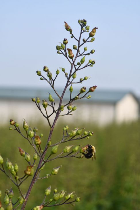 Scrophularia lanceolata Early Figwort | Prairie Moon Nursery