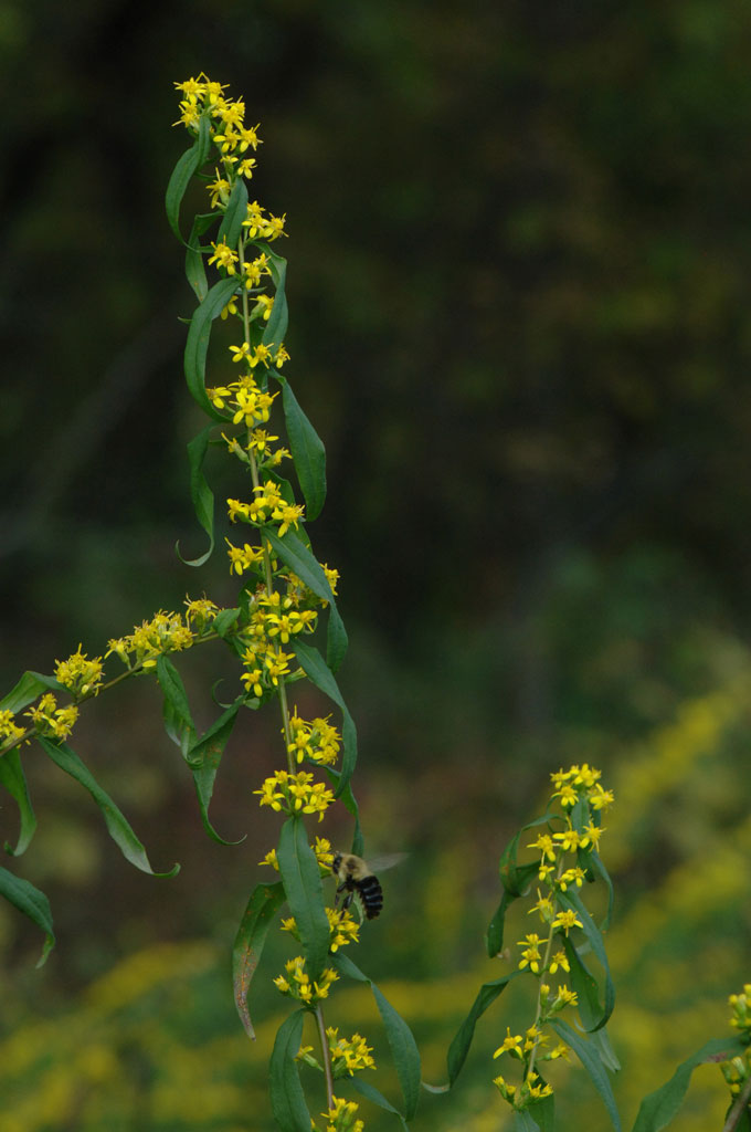 Solidago caesia Blue-stemmed Goldenrod | Prairie Moon Nursery