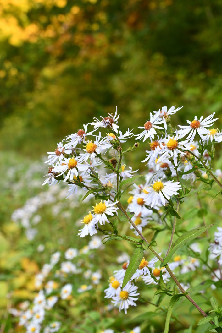 Symphyotrichum prenanthoides Crooked-stemmed Aster | Prairie Moon Nursery