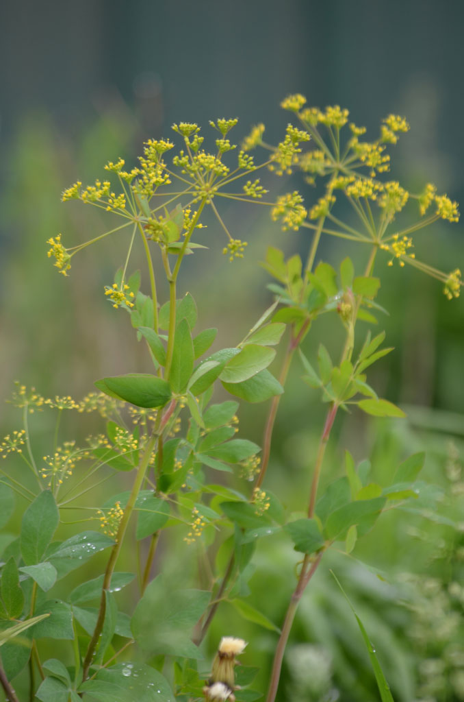 Taenidia integerrima Yellow Pimpernel | Prairie Moon Nursery