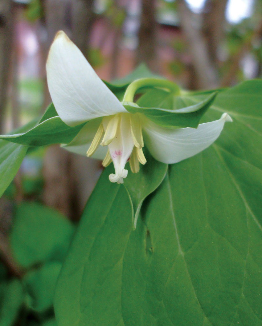 Trillium flexipes Drooping Trillium | Prairie Moon Nursery