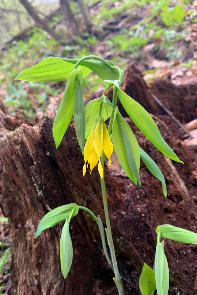 Uvularia Grandiflora