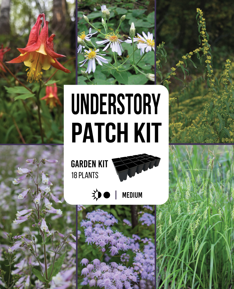 Understory Patch Garden Kit | Prairie Moon Nursery