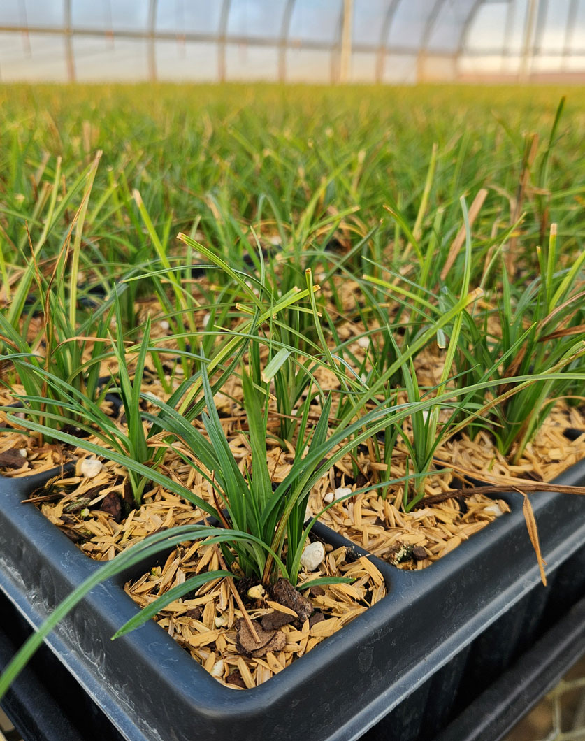 Carex woodii Wood's Sedge | Prairie Moon Nursery