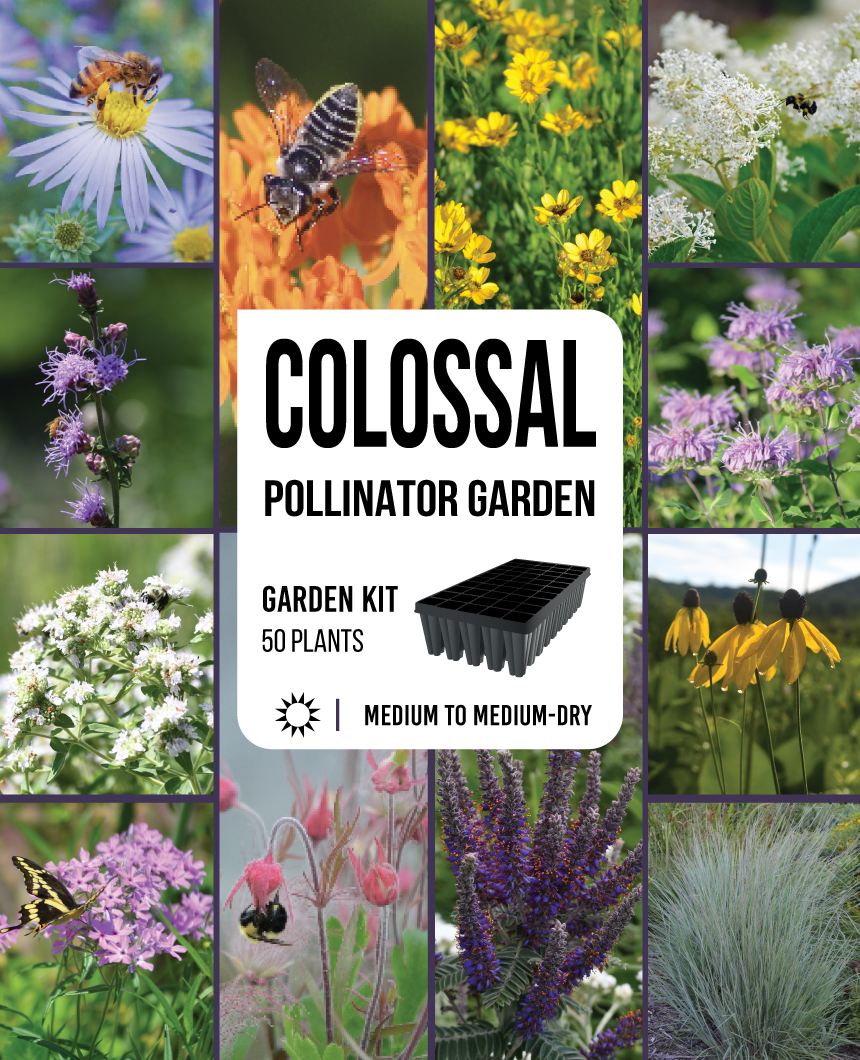 The Colossal Pollinator Garden Kit | Prairie Moon Nursery