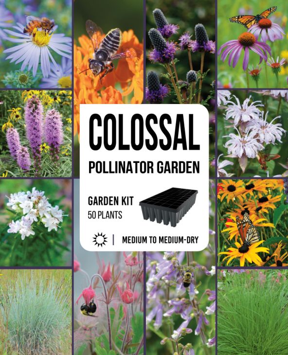 The Colossal Pollinator Garden Kit | Prairie Moon Nursery