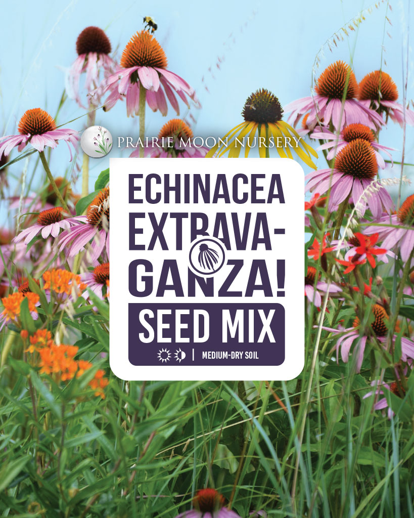 Echinacea Extravaganza Seed Mix | Prairie Moon Nursery