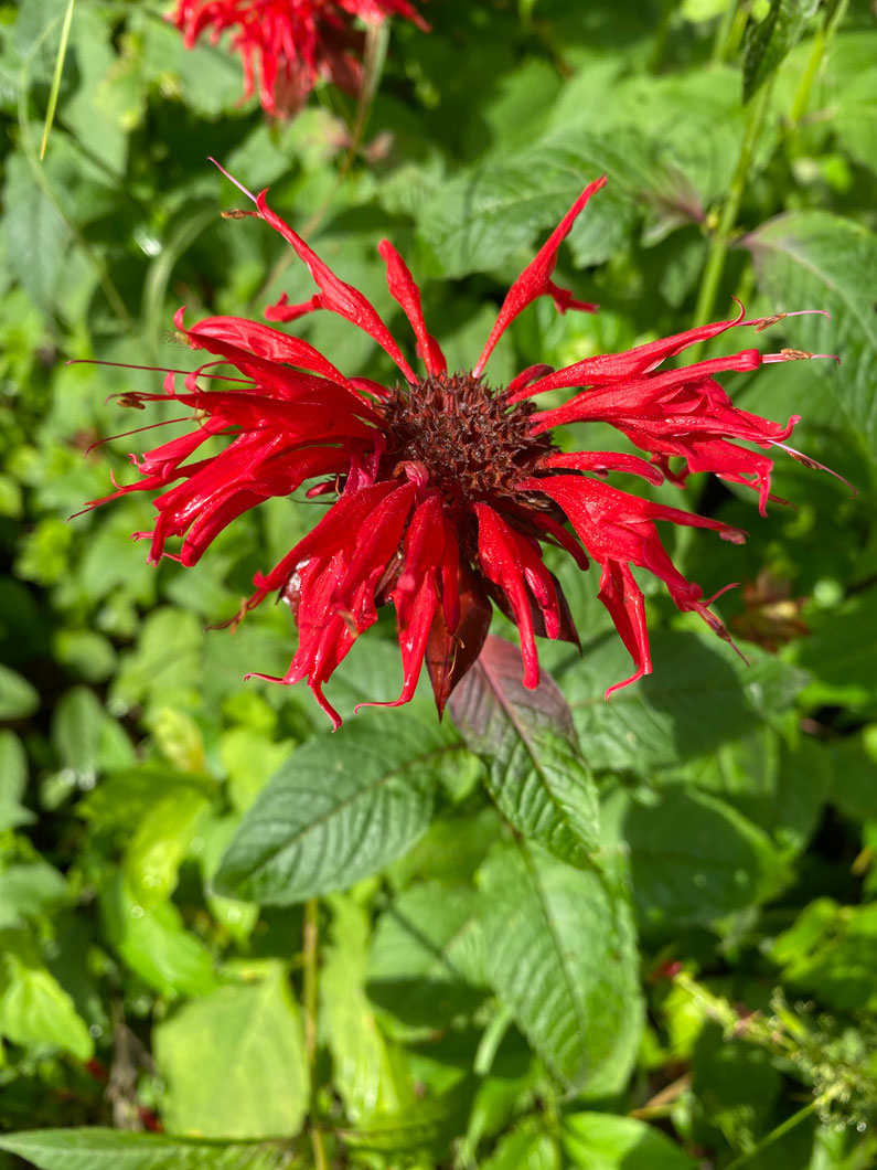 Monarda didyma Scarlet Bee Balm Prairie Moon Nursery