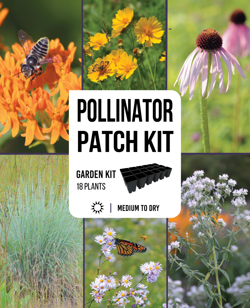 Pollinator Patch Garden Kit | Prairie Moon Nursery