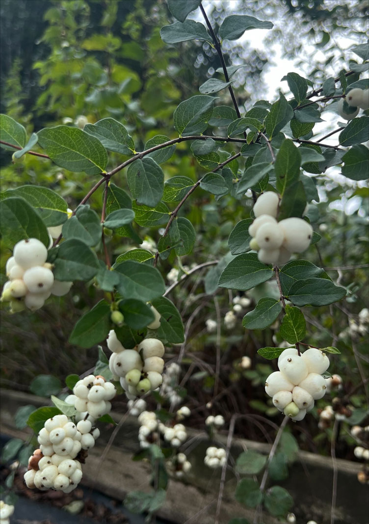 What Is A Snowberry Plant