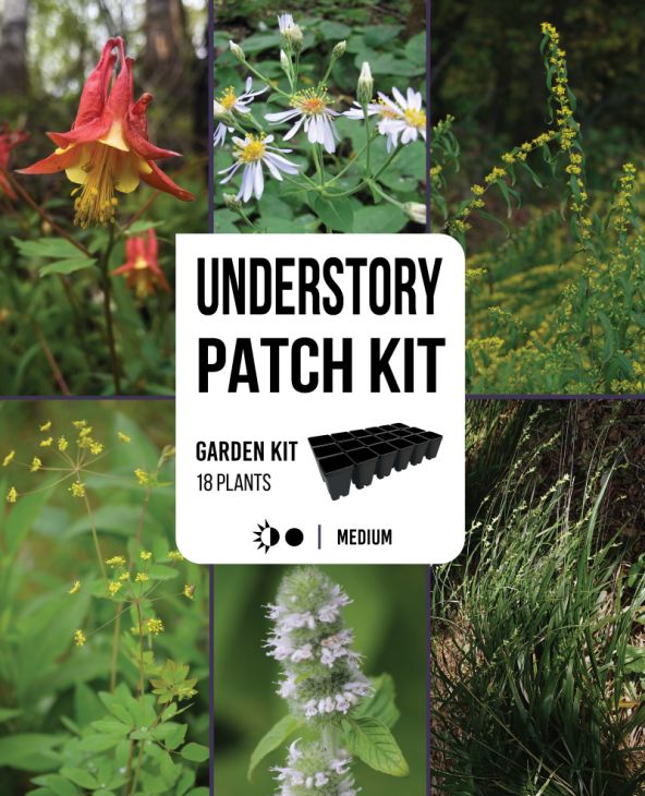 Understory Patch Garden Kit | Prairie Moon Nursery