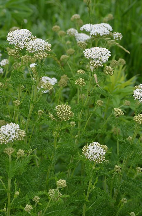 Yarrow Plant