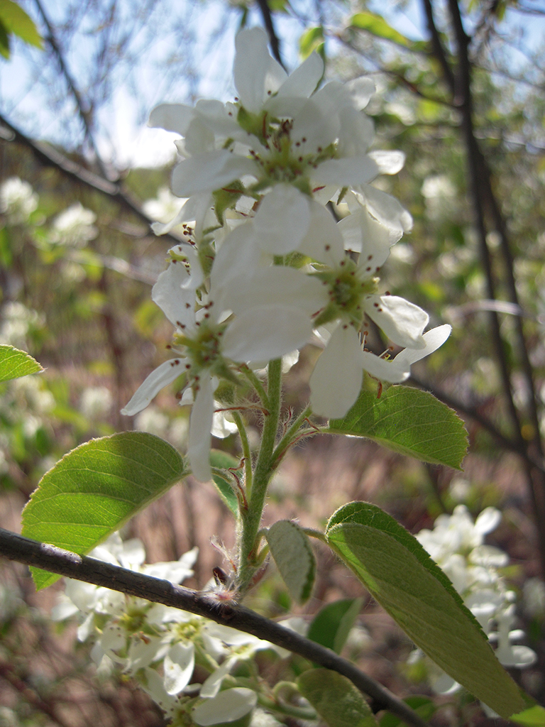 Amelanchier sanguinea Sand Serviceberry | Prairie Moon Nursery