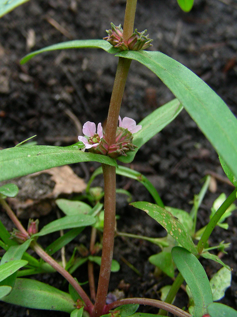 Ammannia coccinea Scarlet Toothcup | Prairie Moon Nursery