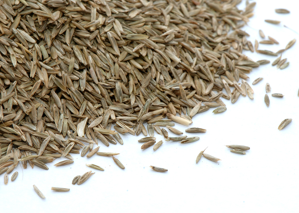 Lolium multiflorem Annual Rye Grass Cover Crop | Prairie Moon Nursery