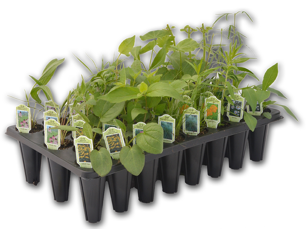 Pollinator Garden Kit | Prairie Moon Nursery