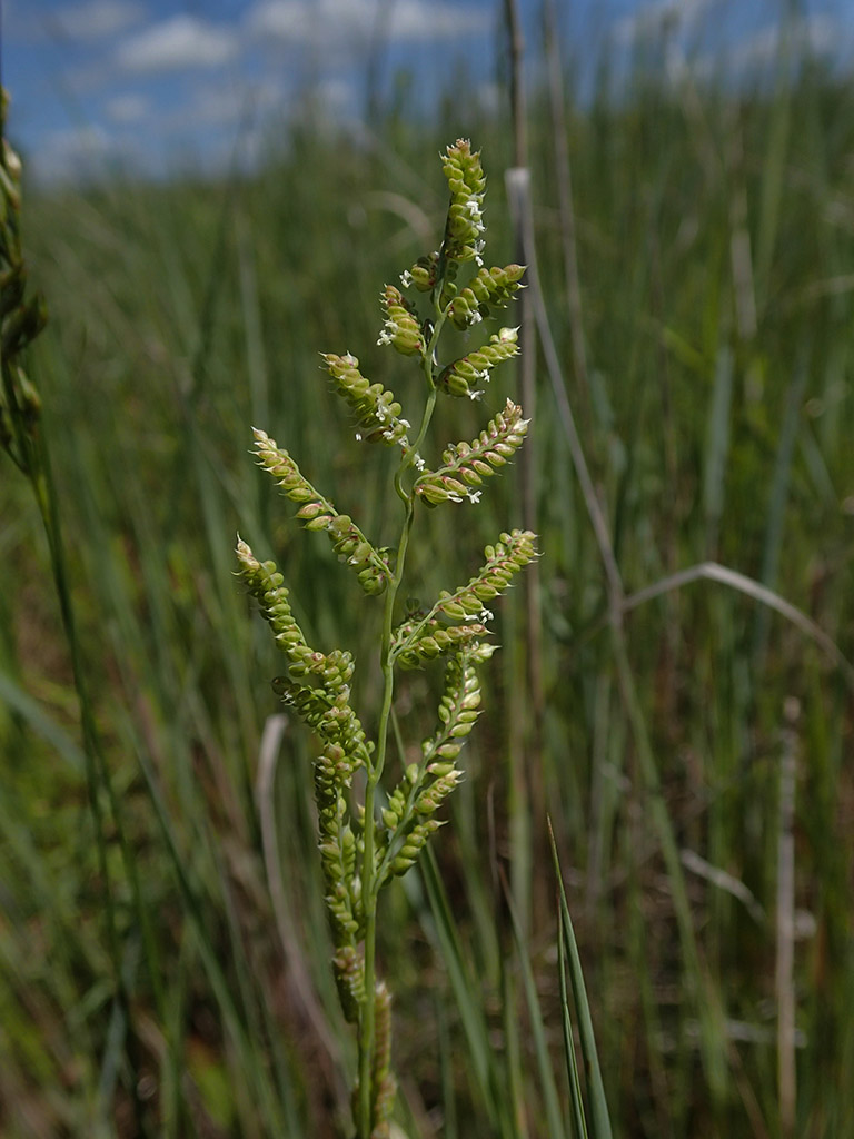 Beckmannia syzigachne American Slough Grass | Prairie Moon Nursery