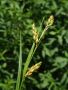 Carex davisii Awned Graceful Sedge | Prairie Moon Nursery