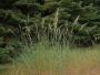 Calamovilfa longifolia Sand Reed Grass | Prairie Moon Nursery