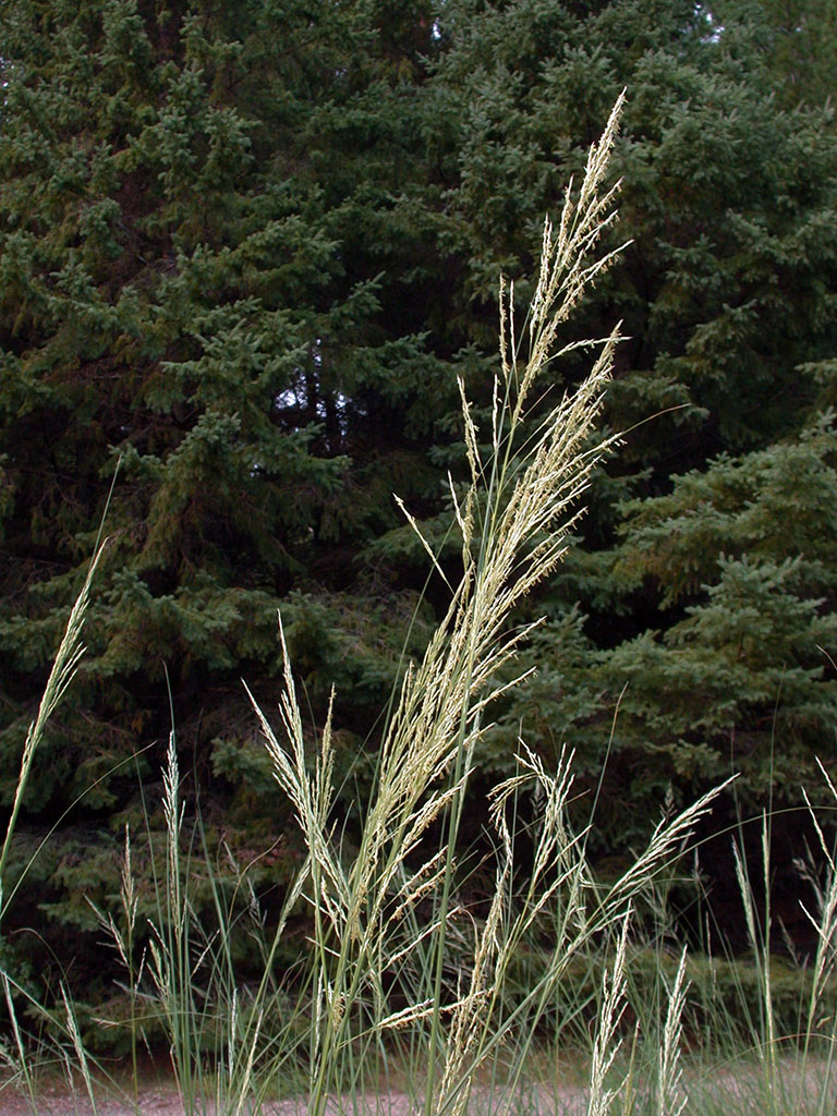 Calamovilfa longifolia Sand Reed Grass | Prairie Moon Nursery