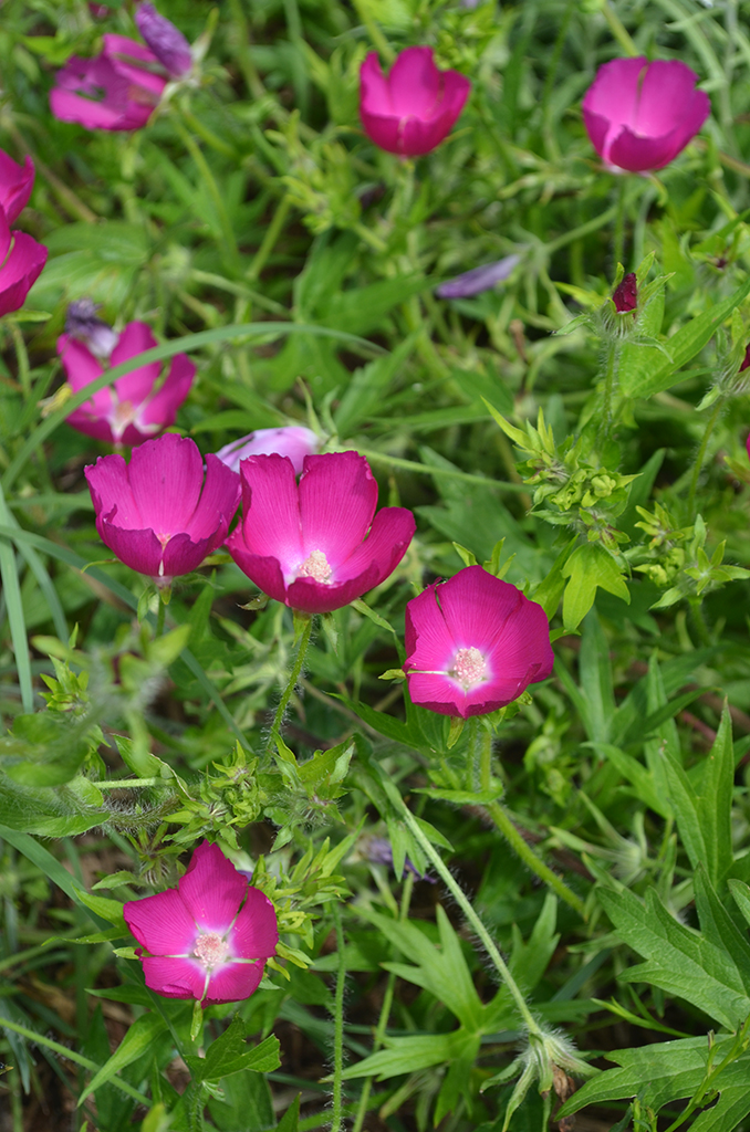 Callirhoe bushii Bush's Poppy Mallow | Prairie Moon Nursery