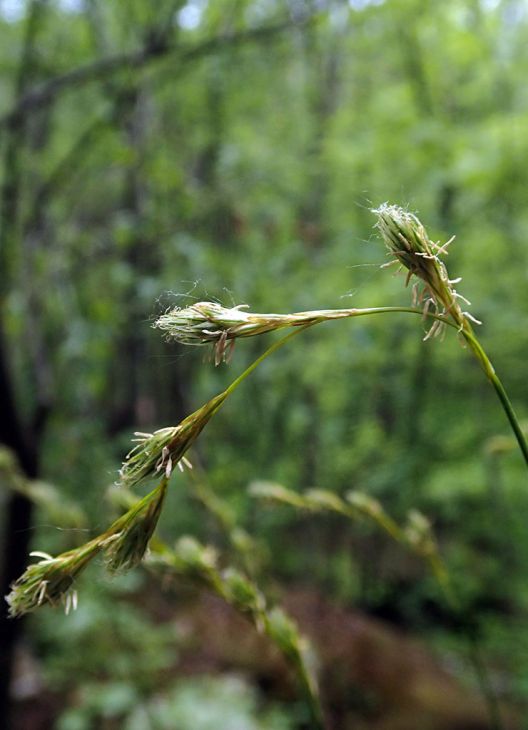 Carex tenera Narrow-leaved Oval Sedge | Prairie Moon Nursery