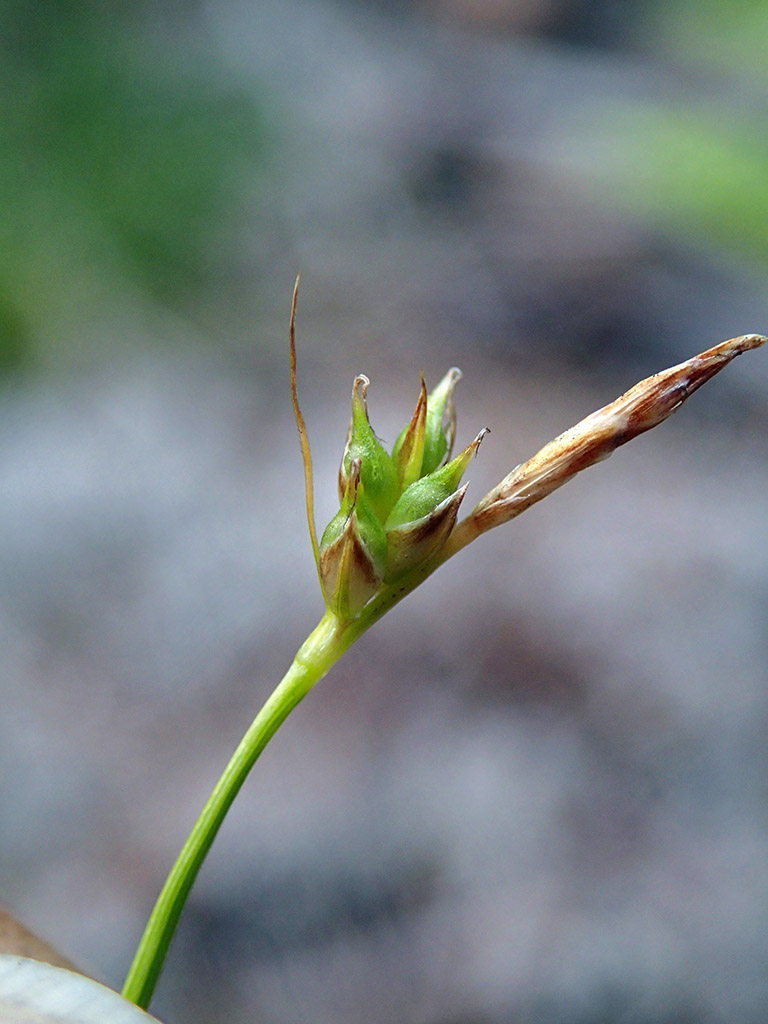 Carex tonsa Shaved Sedge | Prairie Moon Nursery