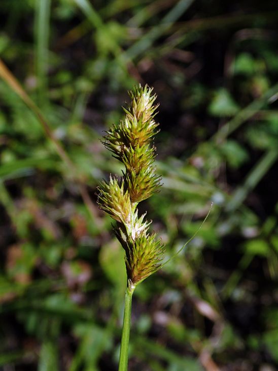 Carex tribuloides Awl-fruited Oval Sedge | Prairie Moon Nursery