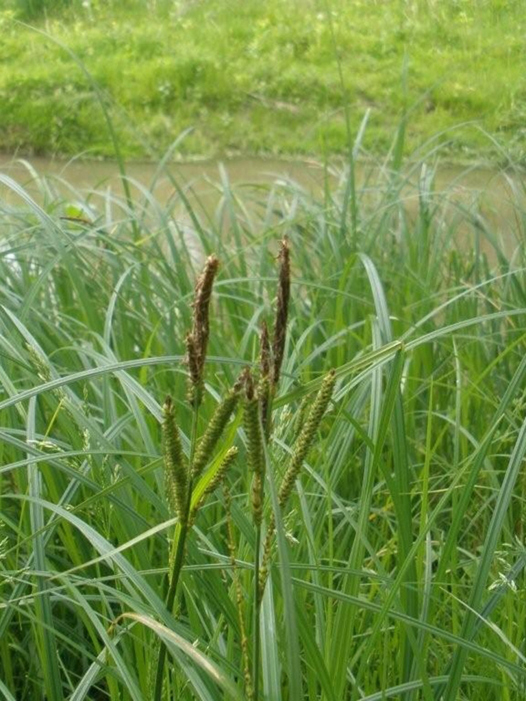 Carex aquatilis Water Sedge | Prairie Moon Nursery