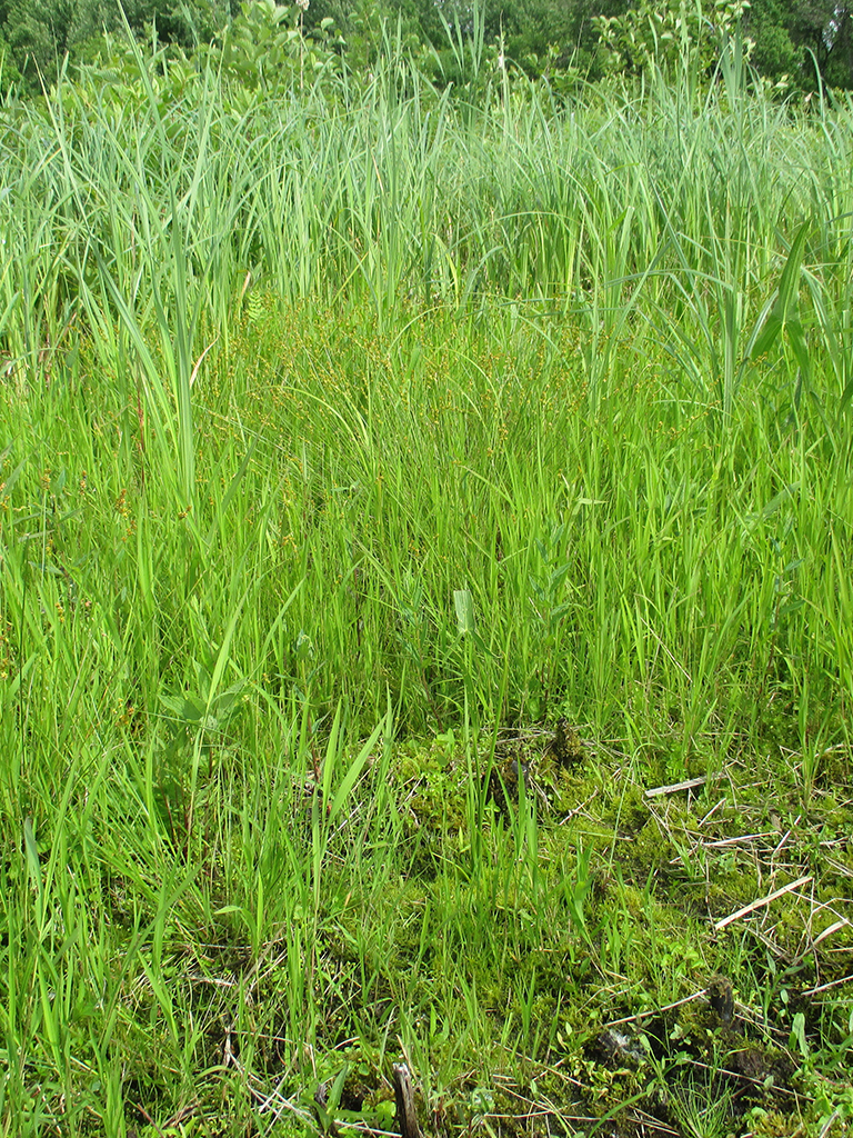 Carex echinata Large-fruited Star Sedge | Prairie Moon Nursery