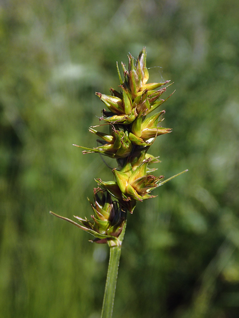 Carex gravida Long-awned Bracted Sedge | Prairie Moon Nursery