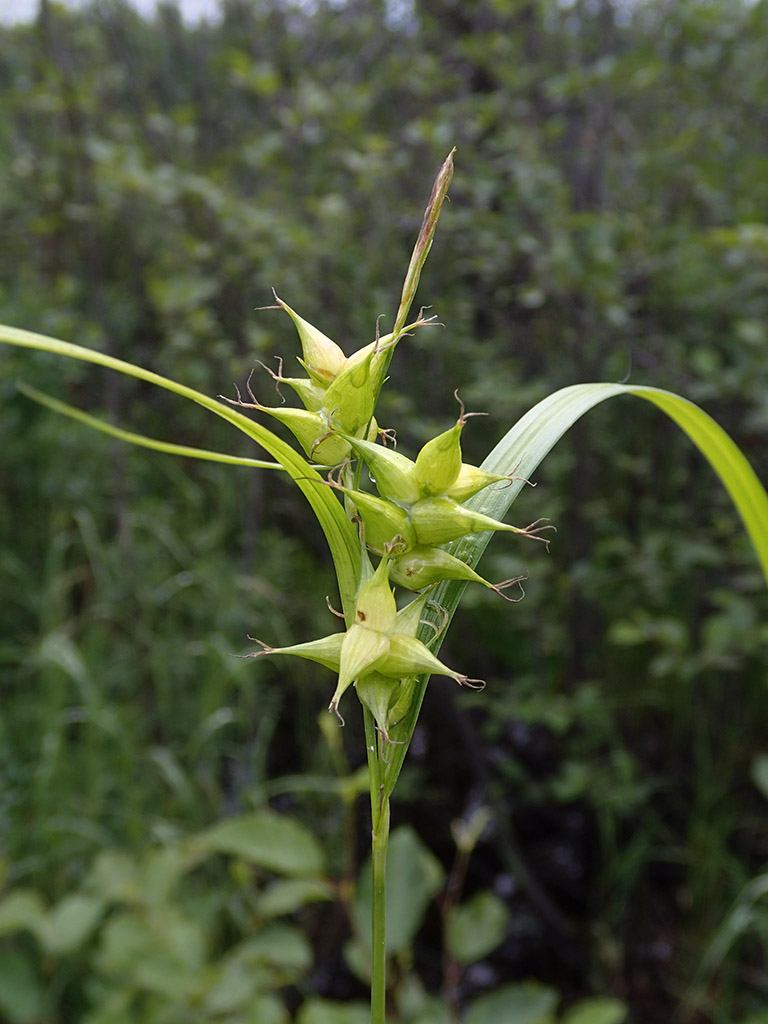 Carex intumescens Shining Bur Sedge | Prairie Moon Nursery