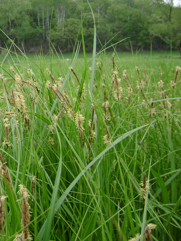 Carex pellita Broad-leaved Woolly Sedge | Prairie Moon Nursery