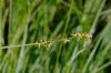 Carex radiata Eastern Star Sedge | Prairie Moon Nursery