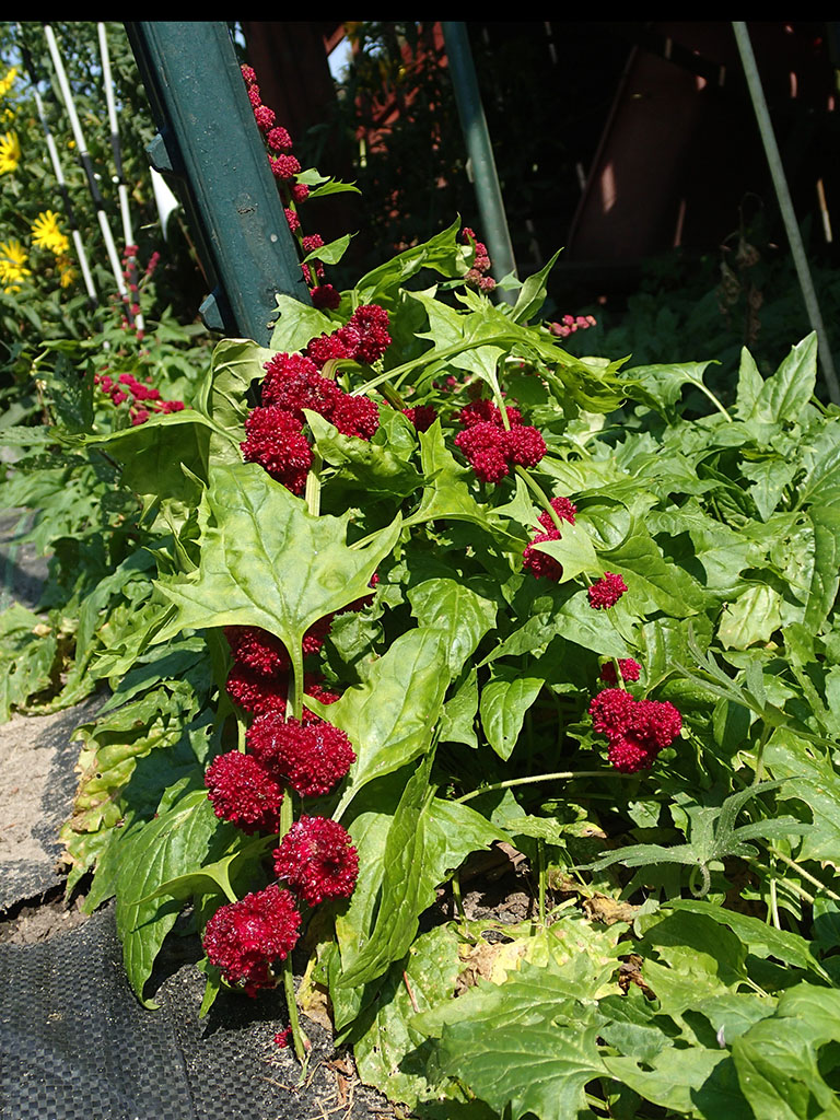 Chenopodium capitatum Strawberry Blite | Prairie Moon Nursery