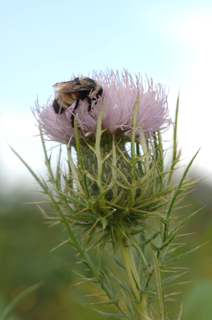 Cirsium discolor Pasture Thistle | Prairie Moon Nursery