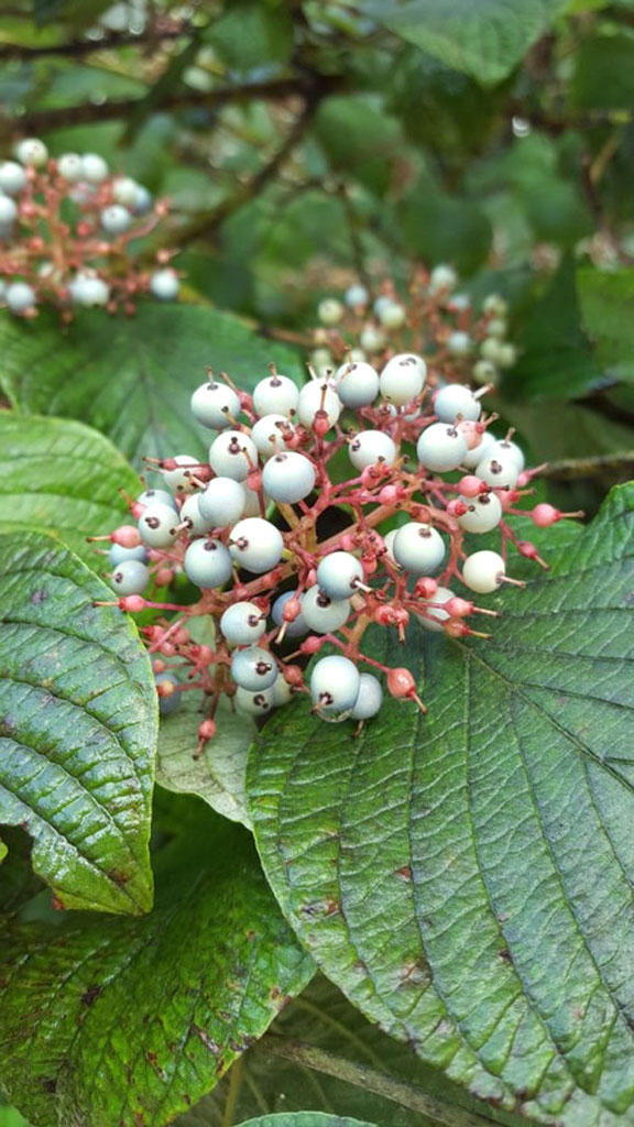 Cornus rugosa Round-leaved Dogwood | Prairie Moon Nursery