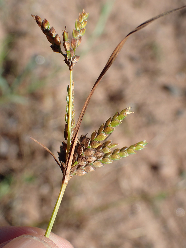 Cyperus houghtonii Houghton's Flat Sedge | Prairie Moon Nursery
